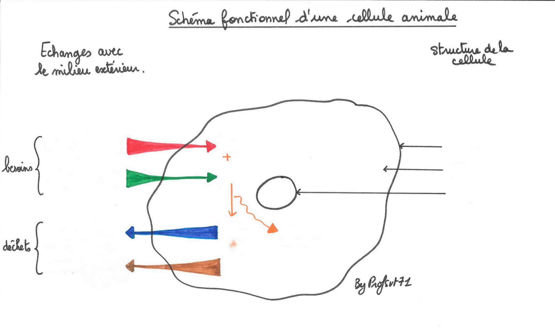 5° Activité des cellules et échanges avec le milieu extérieur 5° Activité des cellules et échanges avec le milieu extérieur
